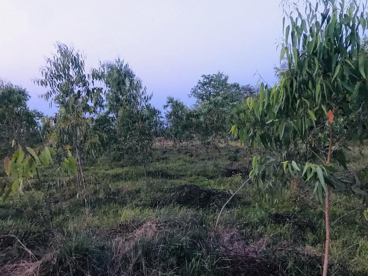 Planting trees, planting hope: Community-led reforestation - Felm Nepal